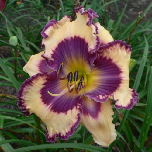 JEWEL-OF-THE-BLUE-RIDGE